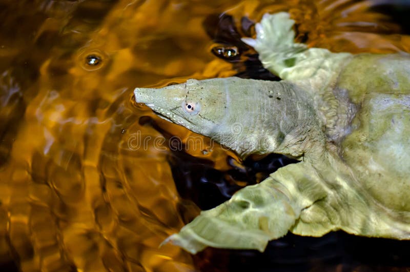 The Chinese Softshell Turtle Pelodiscus Sinensis Stock Image - Image of ...