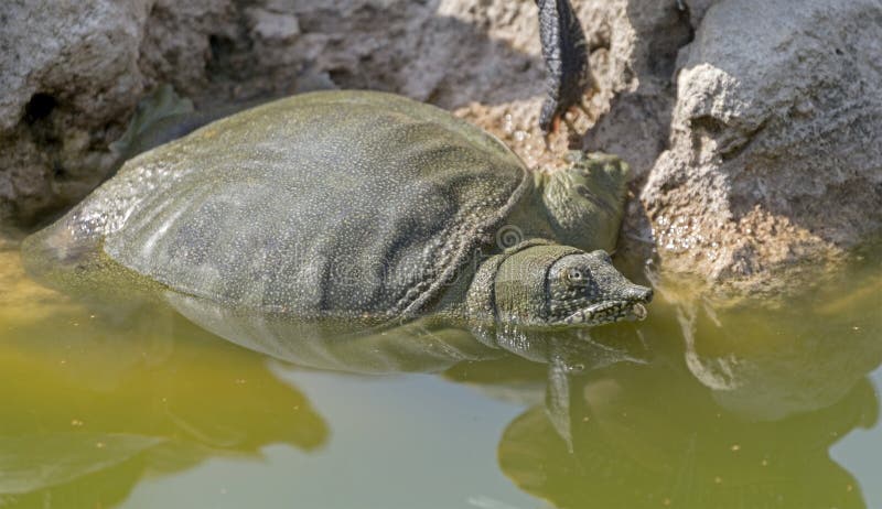Chinese Softshell Turtle Pelodiscus Sinensis Stock Image - Image of ...