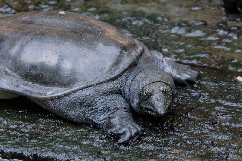 Weird softshell turtle stock image. Image of nature - 120780171