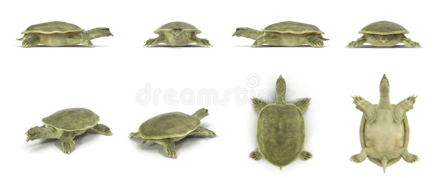 Turtle Angles Stock Illustrations – 46 Turtle Angles Stock ...