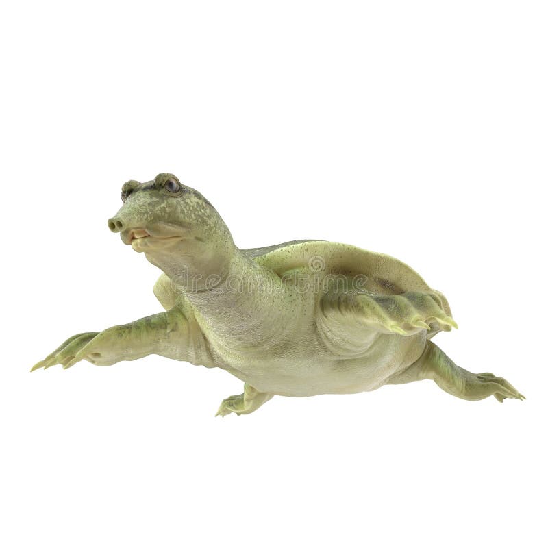 Chinese Softshell Turtle Renders Set from Different Angles on a White ...