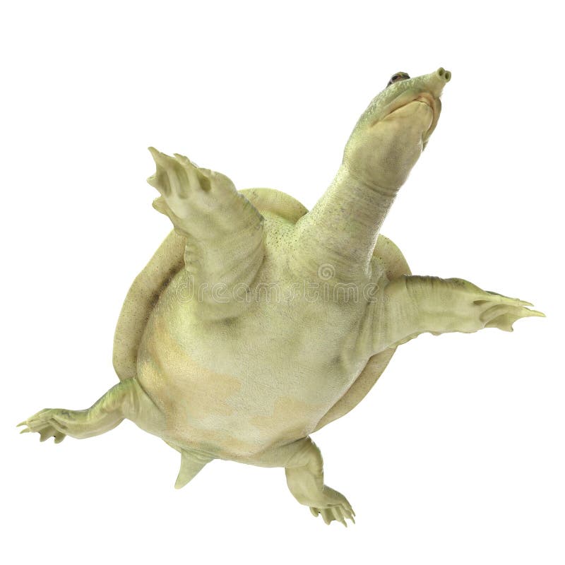 Chinese Softshell Turtle Pelodiscus Sinensis on White. 3D Illustration ...