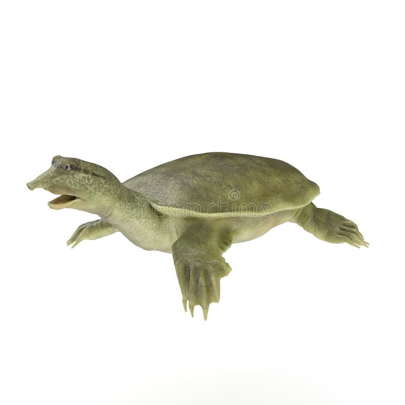 Chinese Softshell Turtle Renders Set from Different Angles on a White ...