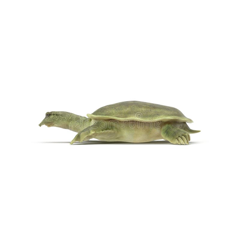 Side Turtle View Stock Illustrations – 219 Side Turtle View Stock ...