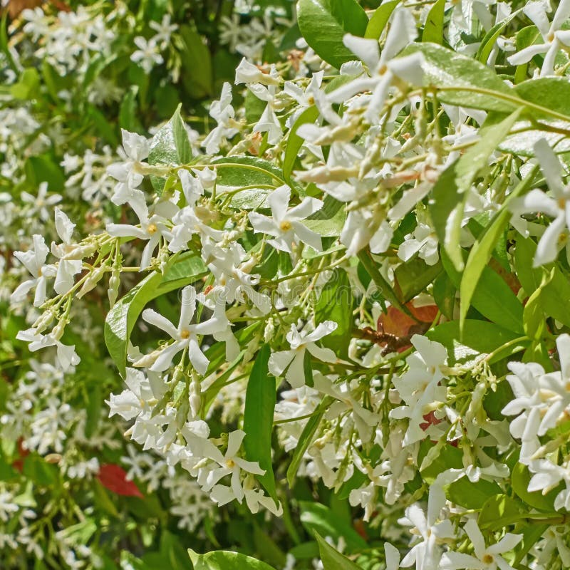 Chinese Star Jasmine Flowers Stock Image - Image of jasmine, macro ...