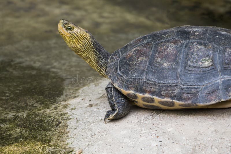 Chinese Stripe-necked Turtle (Ocadia Sinensis). Stock Photo - Image of ...