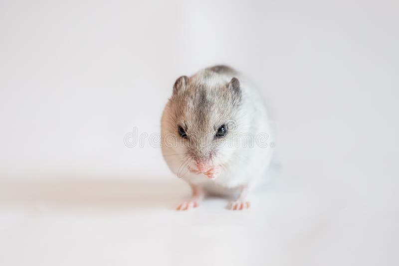 The Chinese Striped Hamster (Cricetulus Barabensis) - Pet Dwarf Hamster ...