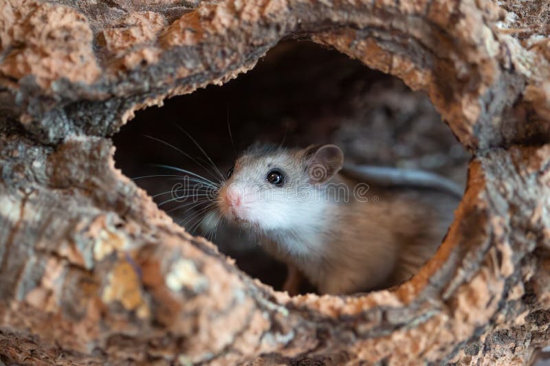 The Chinese Striped Hamster (Cricetulus Barabensis) - Pet Dwarf Hamster ...