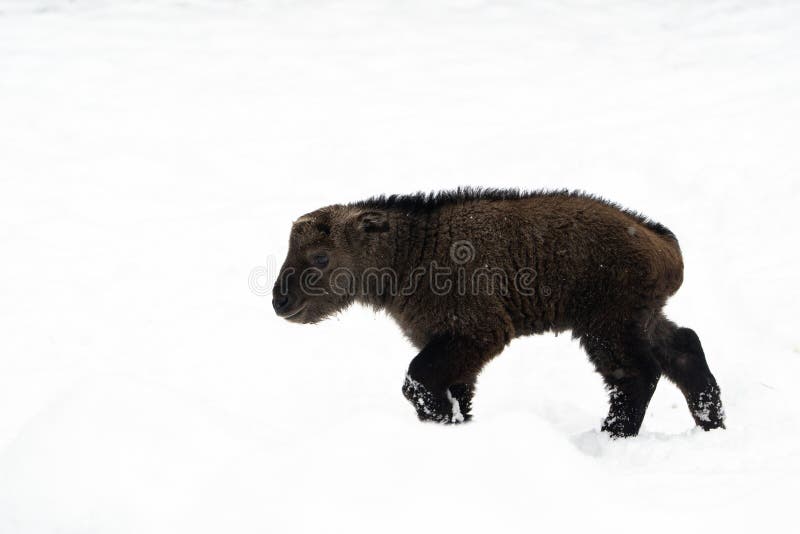 Chinese Takin Baby in the Snow Stock Photo - Image of sichuan, takin ...