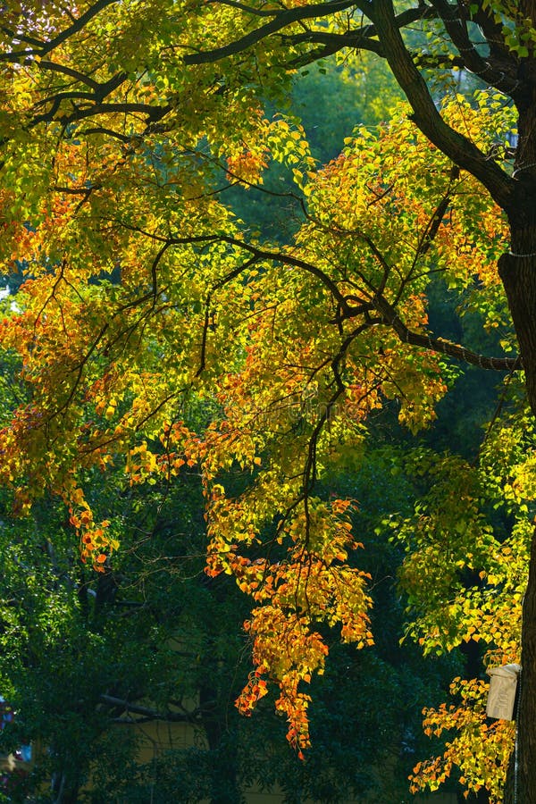 Chinese Tallow Tree stock image. Image of tree, green - 300158785