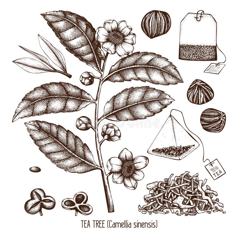 Vector Collection of Hand Drawn Chinese Tea Plant Illustration ...