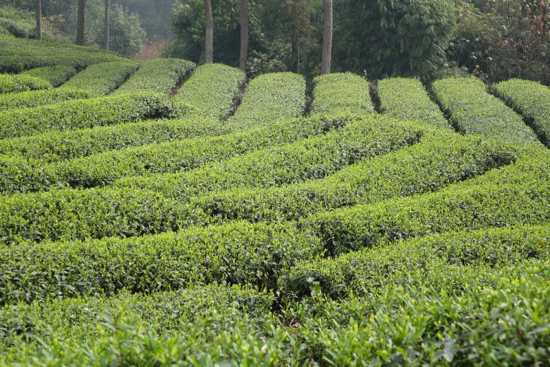Chinese tea field stock image. Image of environment, crop - 39853077