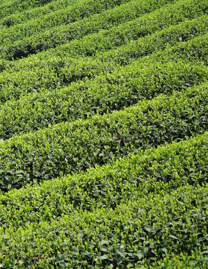 Chinese tea field stock image. Image of diet, ancient - 39856657