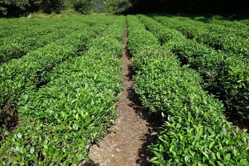 Chinese tea field stock photo. Image of cultural, fresh - 45214100