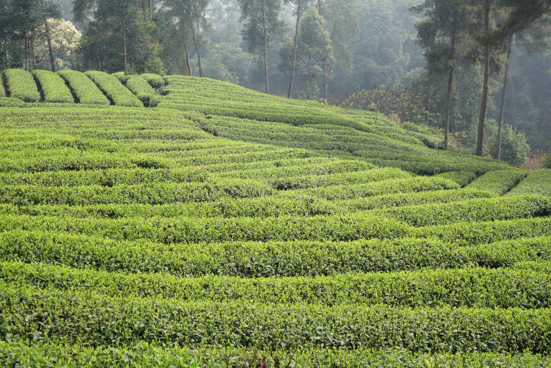Chinese Tea Fields in Spring Stock Photo - Image of fresh, grass: 39557468