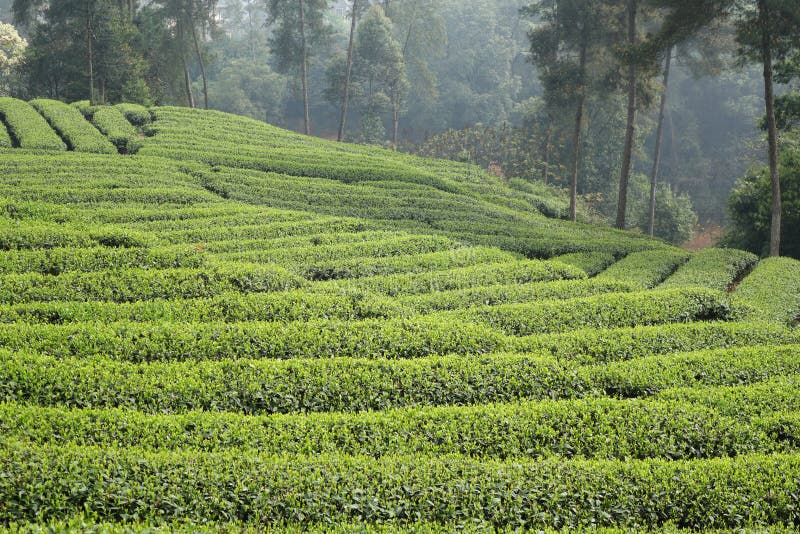 Chinese Tea Fields in Spring Stock Image - Image of garden, environment ...