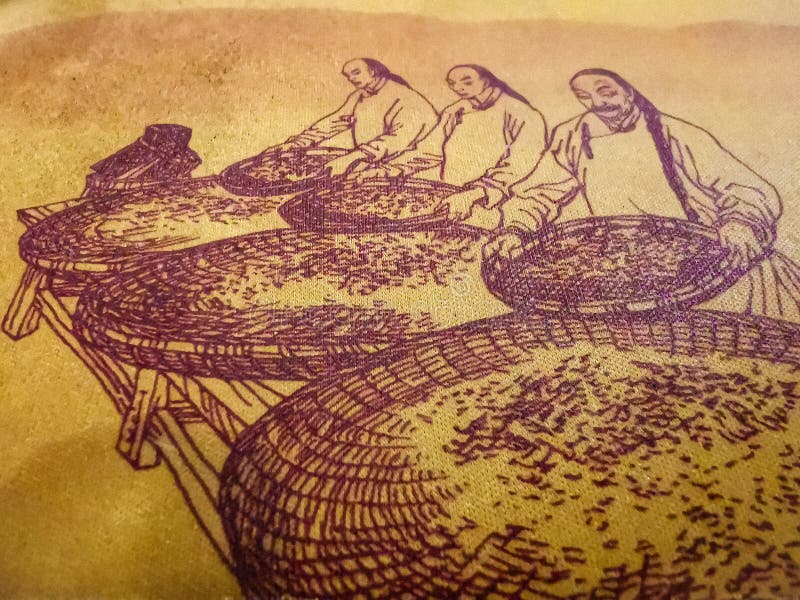 Chinese Tea Producing Process - Tea Picking Stock Image - Image of ...