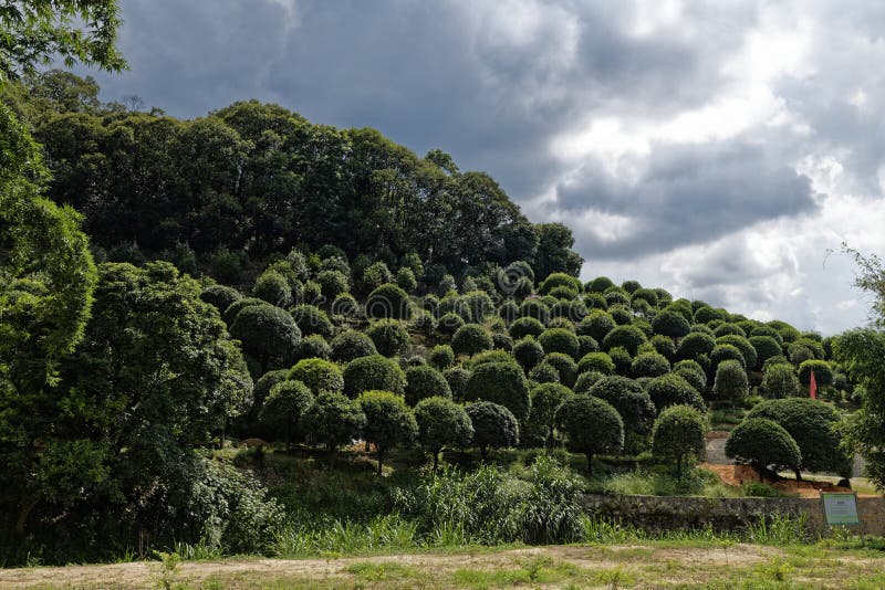 Chinese Tea Trees on Hillside in Storm Stock Image - Image of ...