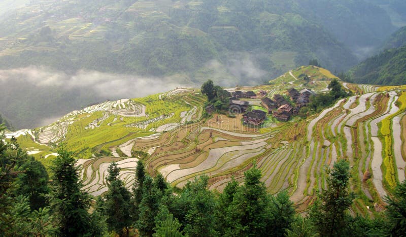 Chinese terrace field 4 stock photo. Image of beautiful - 11784464