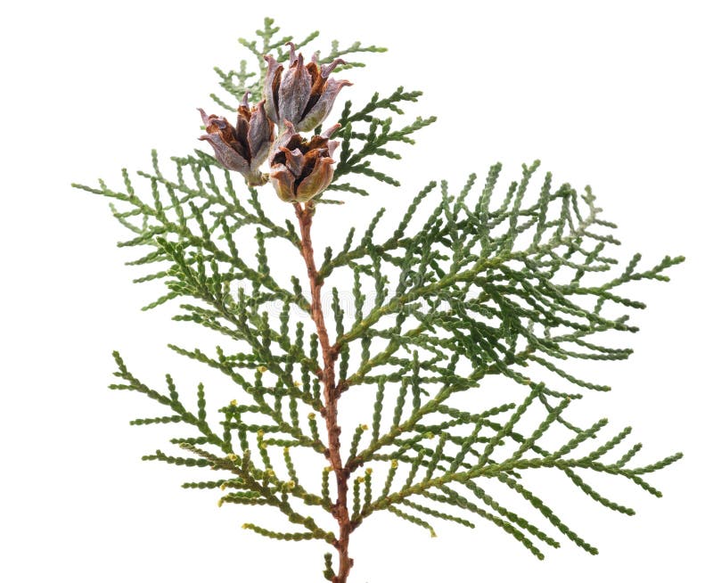 Chinese thuja with cones stock image. Image of plant - 298098743