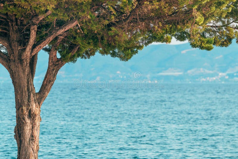 Chinese Thuja (oriental Arbovitae) Tree in Stavros, Greece Stock Photo ...