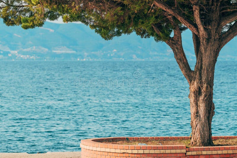 Chinese Thuja (oriental Arbovitae) Tree in Stavros, Greece Stock Photo ...