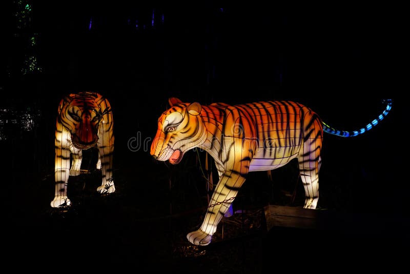 Chinese tiger lantern stock photo. Image of happy, classic - 73150830