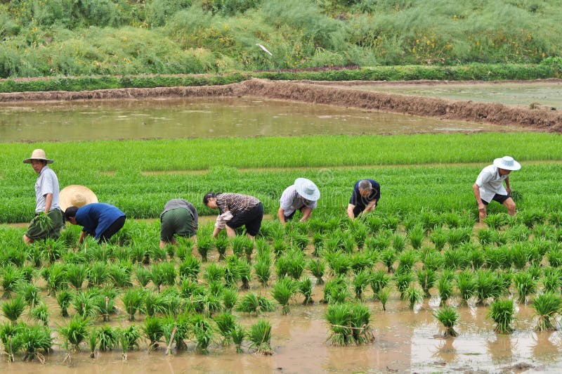Chinese Transplant Rice Seedlings Editorial Photography - Image of ...
