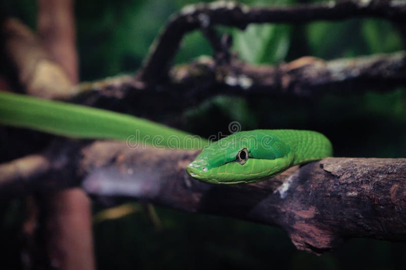 Chinese tree viper stock image. Image of chinese, wildlife - 29077979