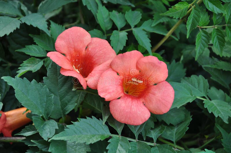 Chinese Trumpet Vine stock image. Image of stamen, harmonious - 44664369