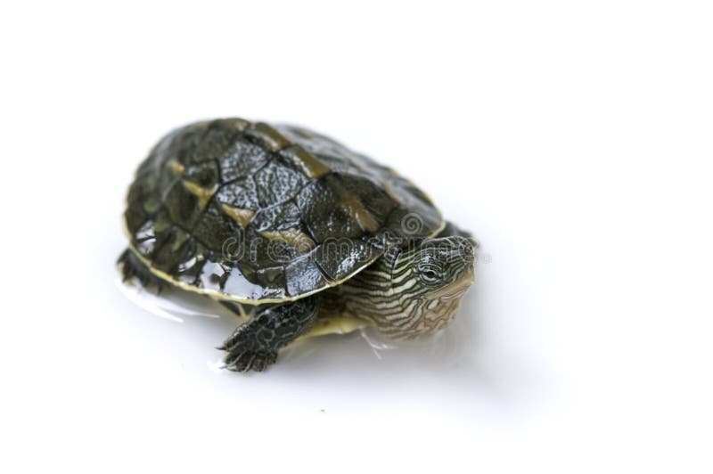 Chinese turtle stock photo. Image of animal, pond, slider - 58343972