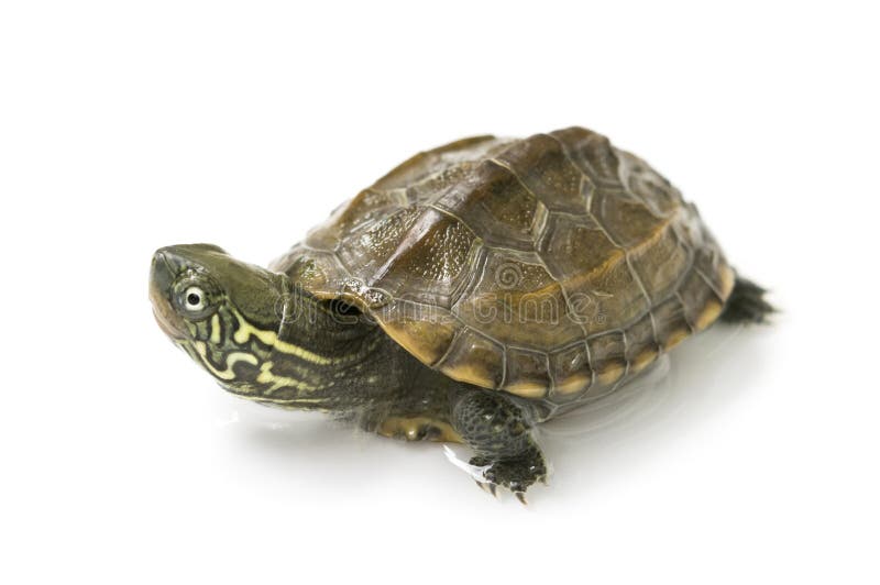 Chinese turtle stock image. Image of pond, wildlife, slider - 58344475