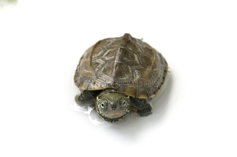 Chinese turtle stock photo. Image of slow, slider, isolated - 58344558