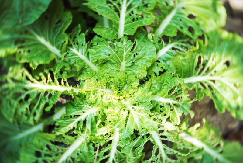 Chinese Vegetable: Choy Sum Stock Image - Image of choy, white: 49124465