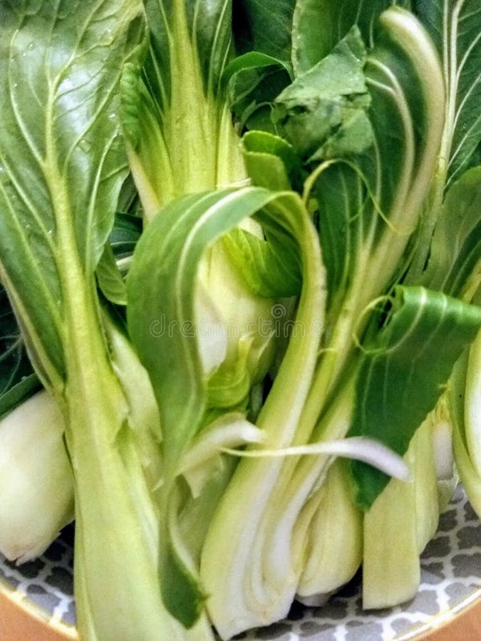 Bak choi stock photo. Image of traditional, leaf, diet - 140363130