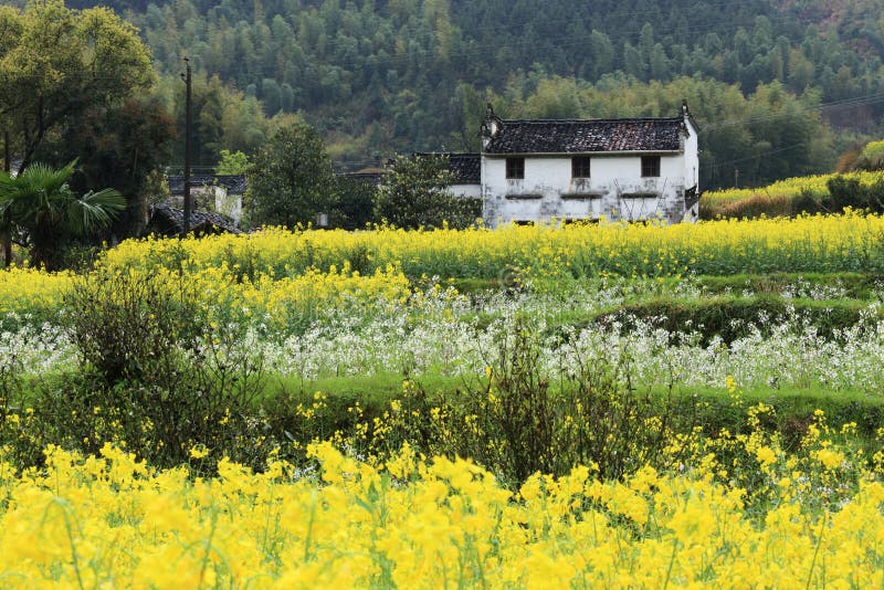 Chinese village in spring stock photo. Image of agriculture - 30093720