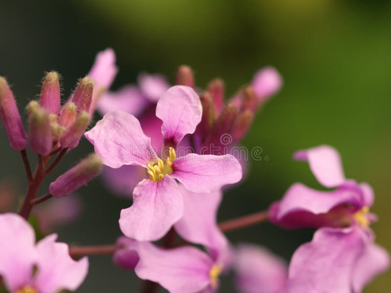 Chinese Violet; Coromandel; Ganges Primrose; Philippine Violet ...