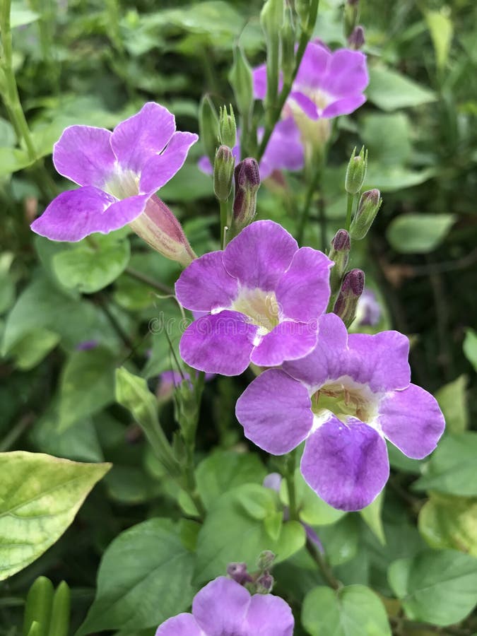 Chinese Violet or Purple Creeping Foxglove Funnel Shaped Flowers Stock ...