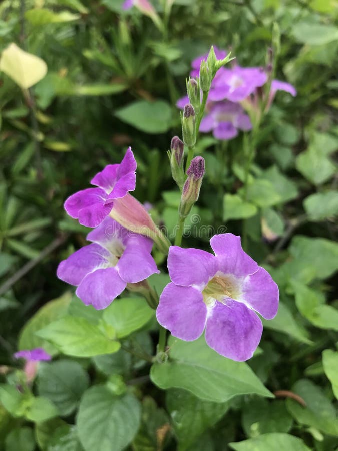Chinese Violet; Coromandel; Ganges Primrose; Philippine Violet ...
