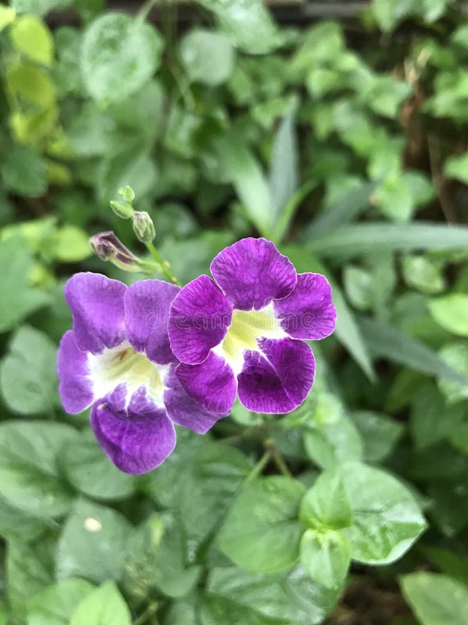 Chinese Violet; Coromandel; Ganges Primrose; Philippine Violet ...