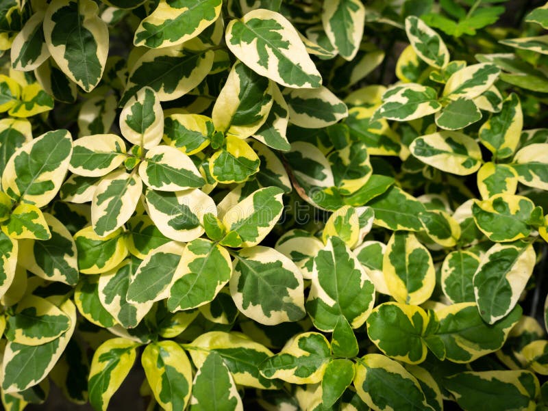 Chinese Violet; Coromandel; Ganges Primrose; Philippine Violet ...