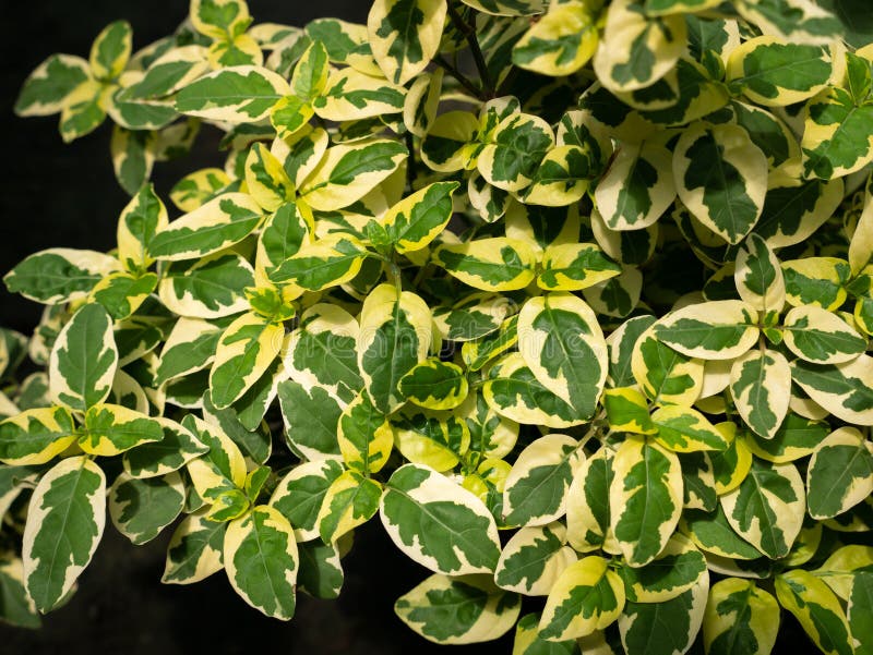 Chinese Violet Spreading stock image. Image of baya - 164737075