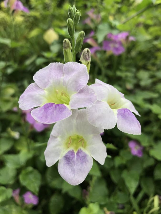 Chinese Violet; Coromandel; Ganges Primrose; Philippine Violet ...