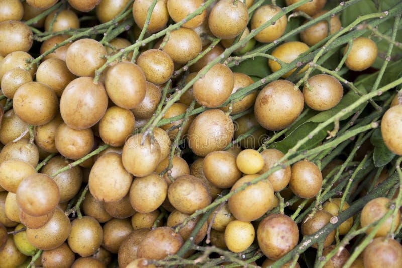 Chinese Wampee stock image. Image of sweet, sour, china - 10462793