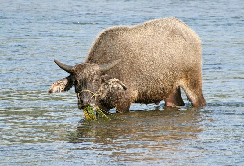 Chinese Water Buffalo Stock Photo - Image: 2164410