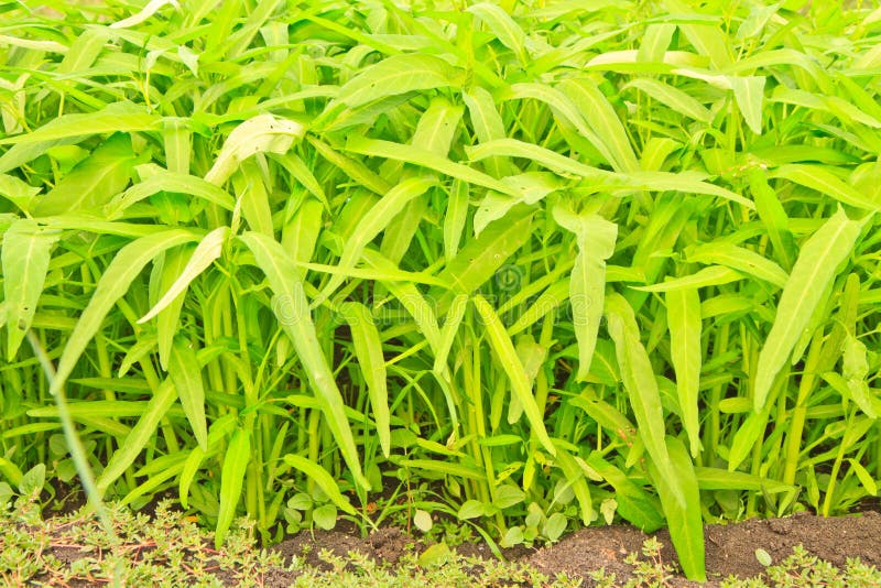 Chinese Water Convolvulus stock image. Image of eating - 26757825