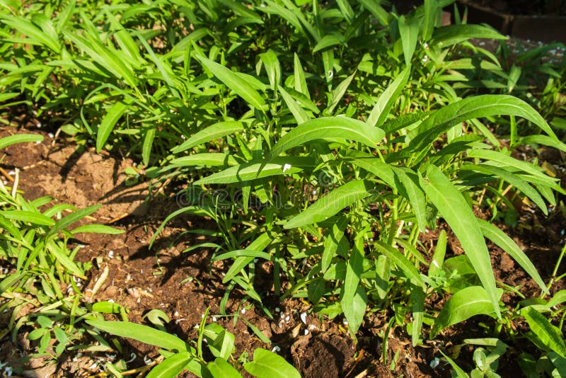 Chinese convolvulus. stock photo. Image of grow, dirt - 23820490