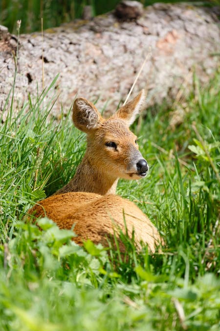 Chinese water deer stock image. Image of adult, forest - 26728997