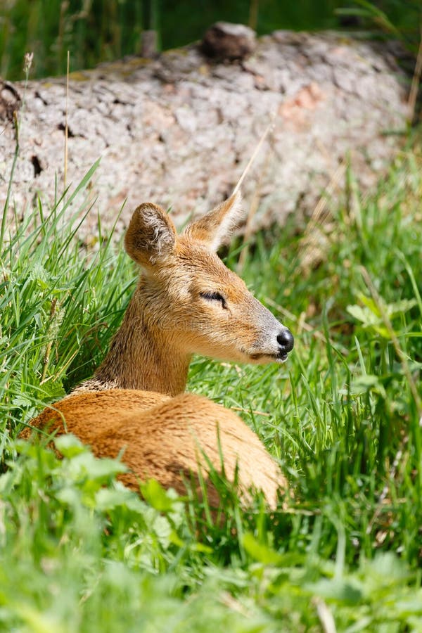 Chinese water deer stock image. Image of meadow, mammal - 27173381