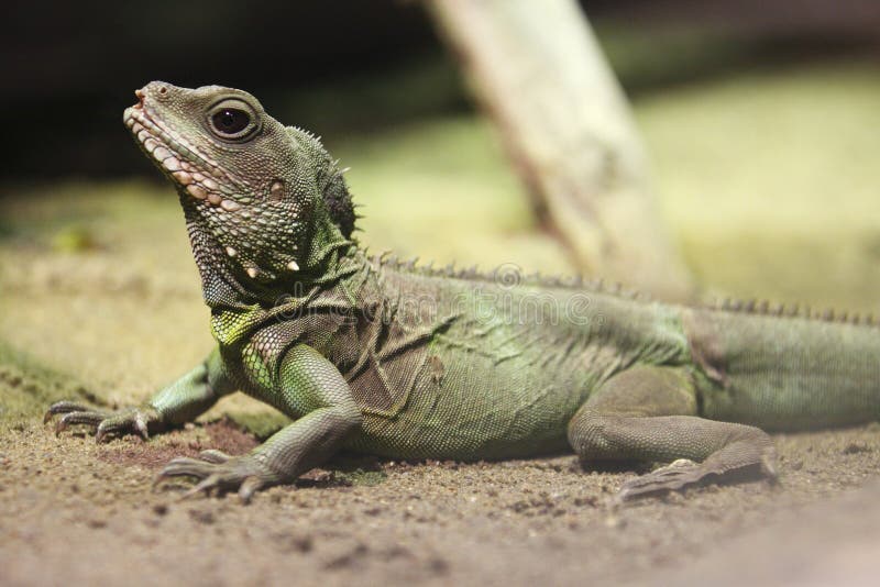 Great Crested Newt or Water Dragon Stock Photo - Image of male, pond ...